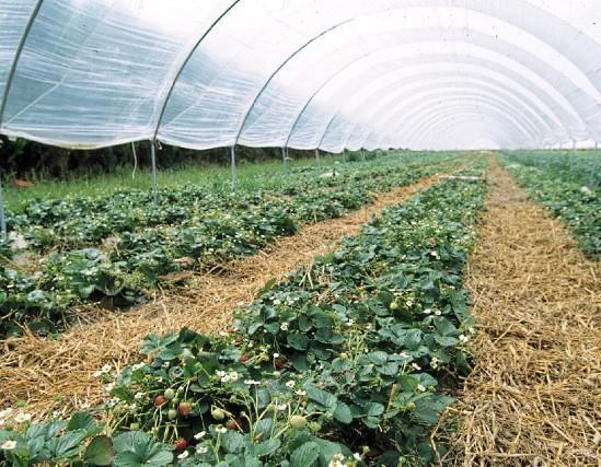 Kent fruit firm faces planning decision tipping point | Article | Fruitnet