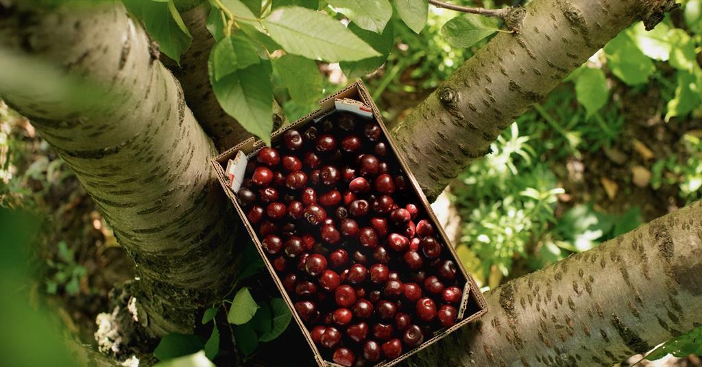 Picota cherries defy rain in Spain | News | Fruitnet