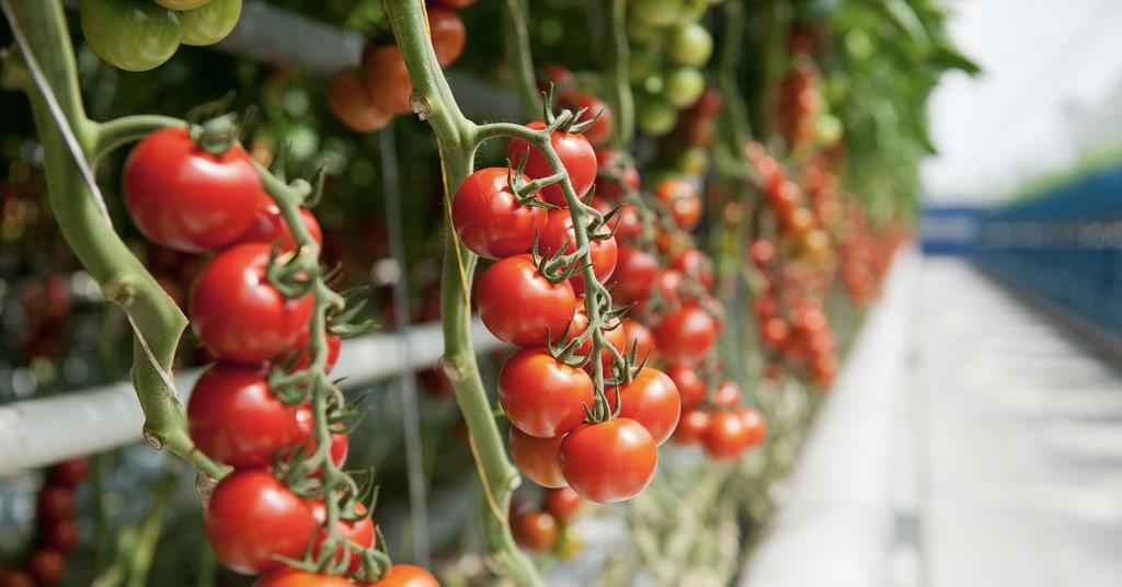 Global Tomato Congress: Prominent aims to inspire consumers | Article ...