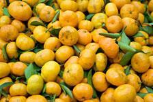 Chinese citrus production rises | Article | Fruitnet