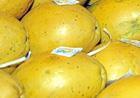 HLB Tropical Food rides out Brazilian papaya shortage | Article | Fruitnet