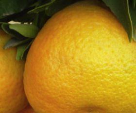Spanish citrus volumes set to slide | Article | Fruitnet