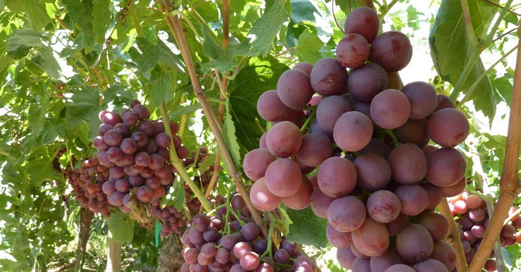 New advertising campaign for CA grapes | Article | Fruitnet