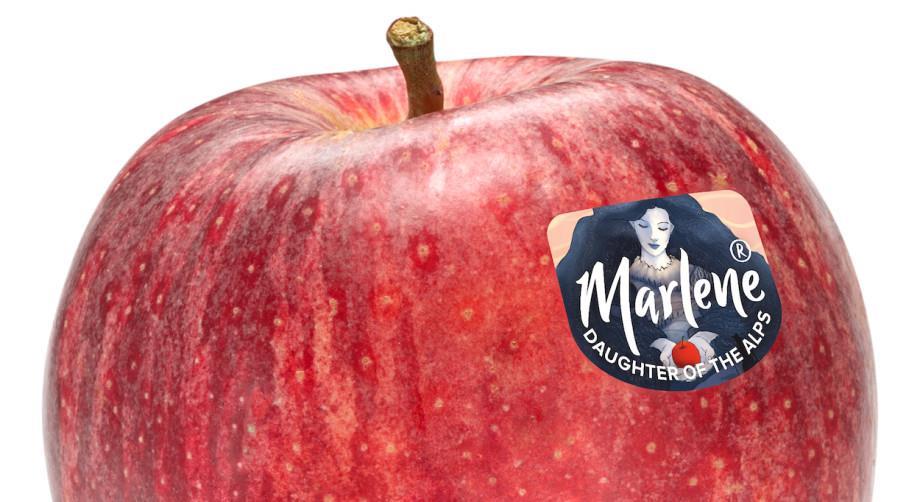 Marlene brings colour to winter apple sales | Article | Fruitnet