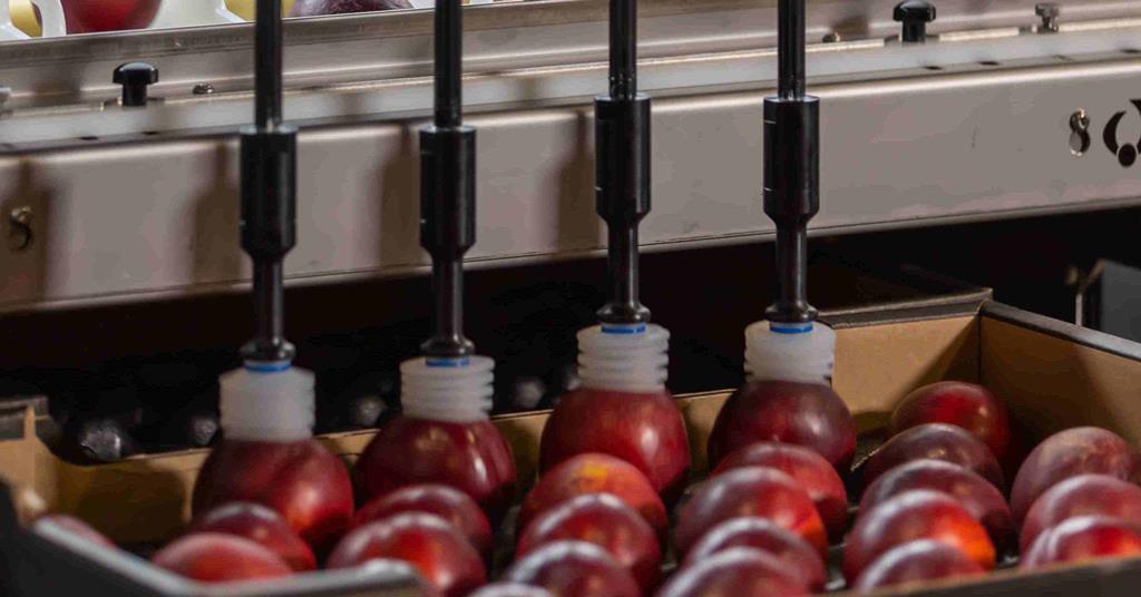 Aporo II harnesses AI to improve packing speed | News | Fruitnet