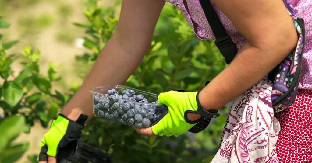 New association puts Georgian blueberries on the map | News | Fruitnet