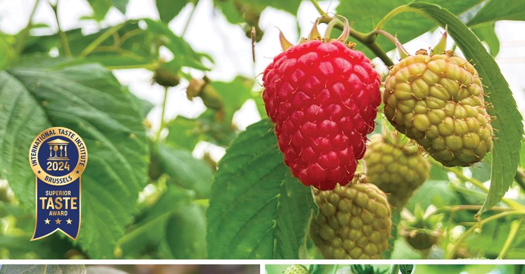 BerryWorld scores hat-trick at International Taste Institute Awards ...