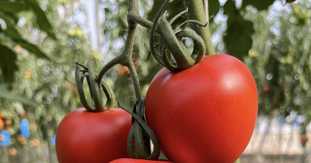 HM Clause ToBRFV resistant tomato varieties climate adaptation breeding ...