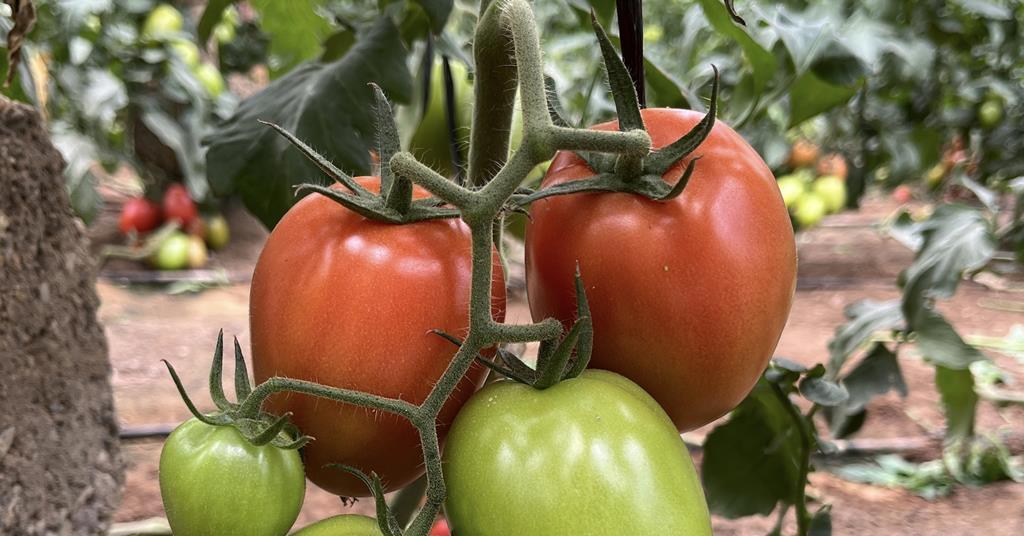 HM Clause ToBRFV resistant tomato varieties climate adaptation breeding ...