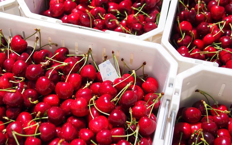 High hopes for Chilean cherry exports | Article | Fruitnet