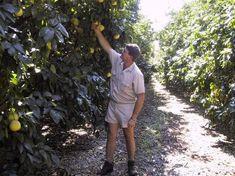 Capespan secures Rooigras farm | Article | Fruitnet