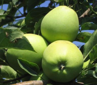 Syria to welcome Israeli apples | Article | Fruitnet