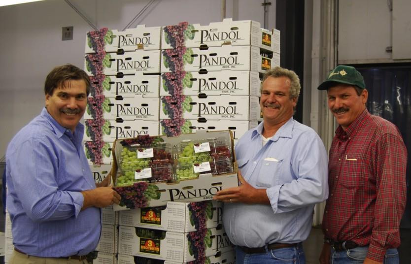 Pandol benefits from Marco expertise | Article | Fruitnet