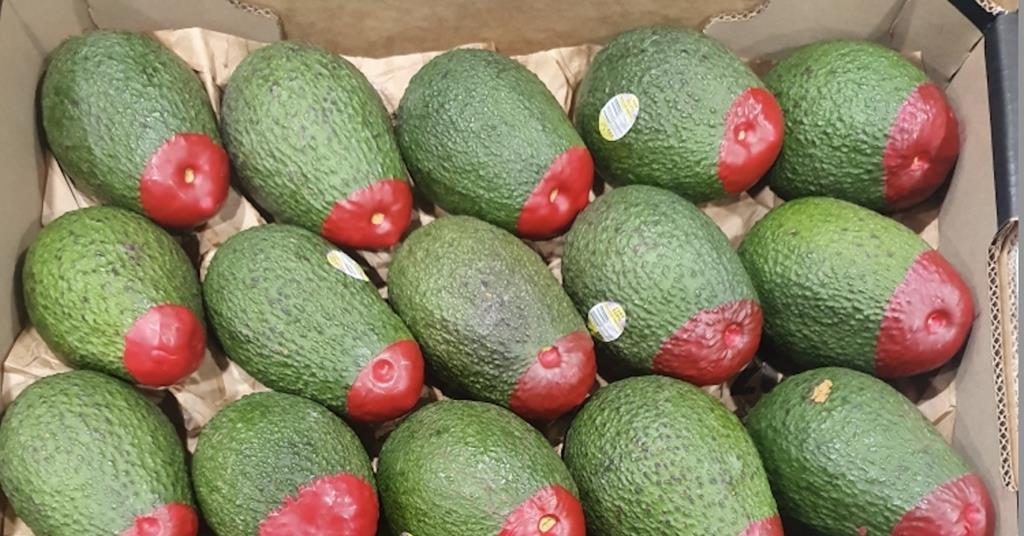 Ecoganic Red Tip avocados hit the market | Article | Fruitnet