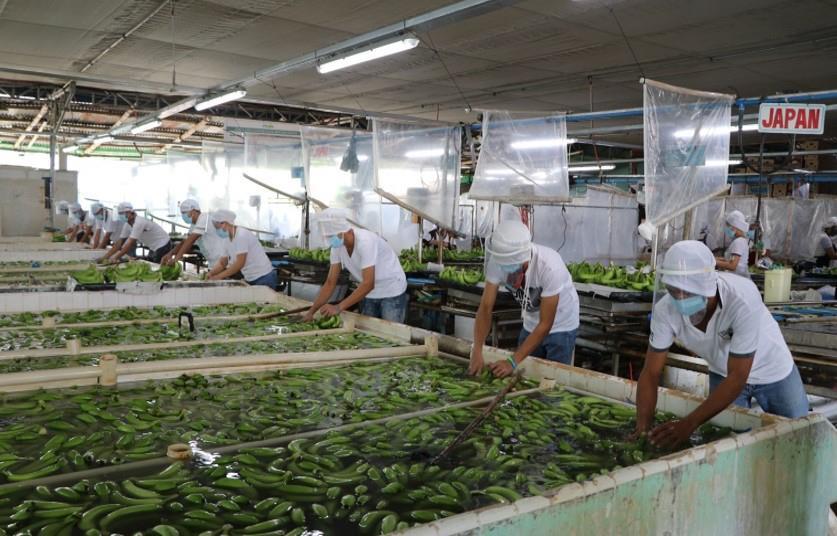 Philippine government backs high-value exports | Article | Fruitnet