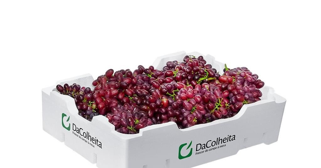 Termotécnica presents packaging solution to support Brazil’s grape ...