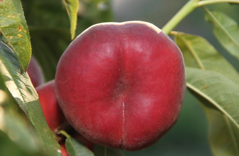 Regal’in varieties head to Australia | Article | Fruitnet