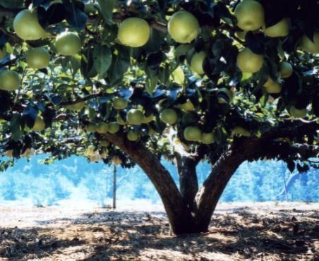 CanadaGAP recognised by GFSI | Article | Fruitnet