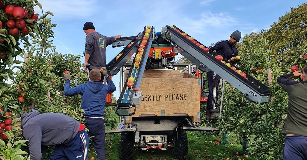 Adrian Scripps ‘expects to have enough labour’ for apple season ...