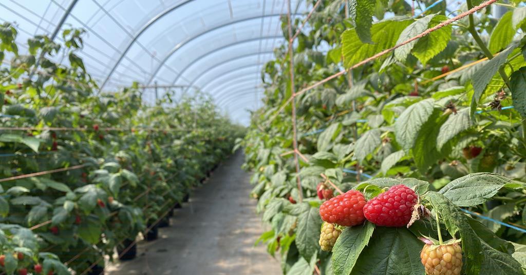 Angus Soft Fruits officially launches new AVA raspberries | News | Fruitnet