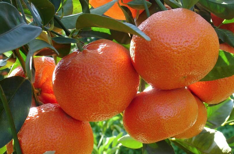 RSA breaks soft citrus record | Article | Fruitnet