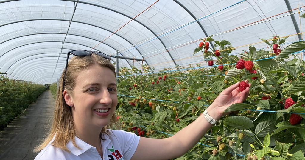 Angus Soft Fruits officially launches new AVA raspberries | News | Fruitnet