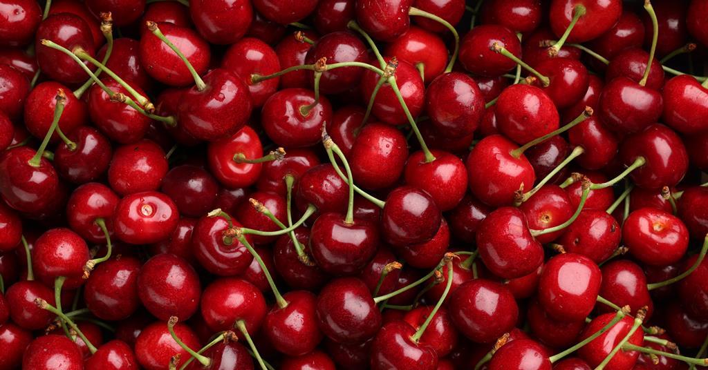 Innovar collaborates with key partners to develop European cherry IP in ...