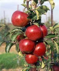 Smart scanner can 'recognise' fruit and veg | Article | Fruitnet