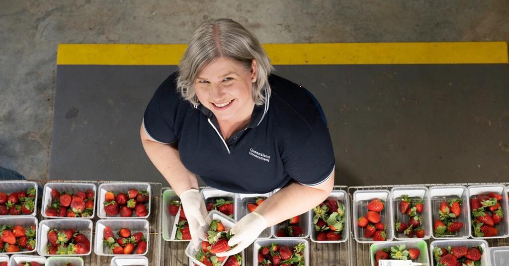 Breeding robot ready strawberries | News | Fruitnet
