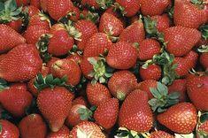 Spanish berry recovery | Article | Fruitnet