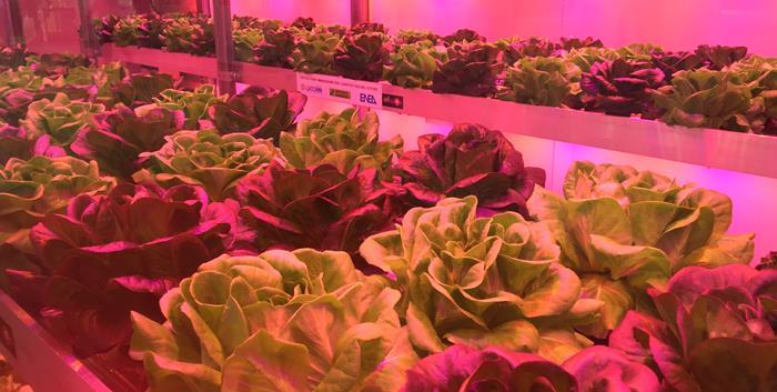 Modular farming puts down roots in the market | Article | Fruitnet
