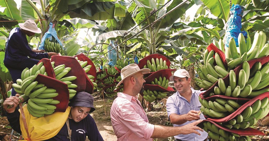 Bayer aims for banana sustainability | Article | Fruitnet