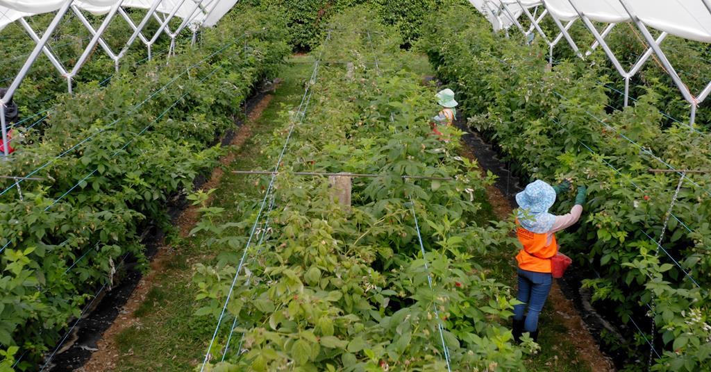 As easy as ABC | Advertorial | Fruitnet