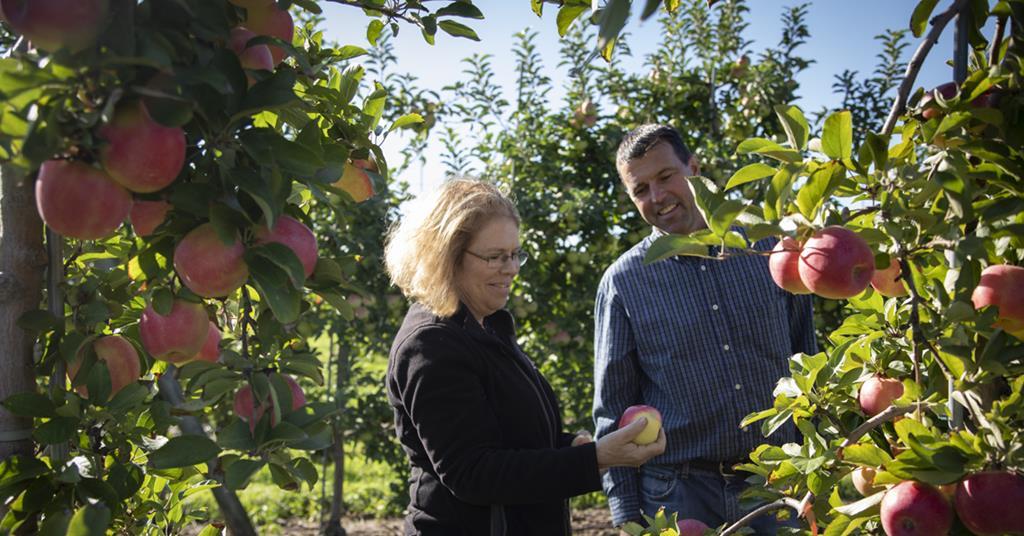 Cornell releases new apple varieties | Article | Fruitnet