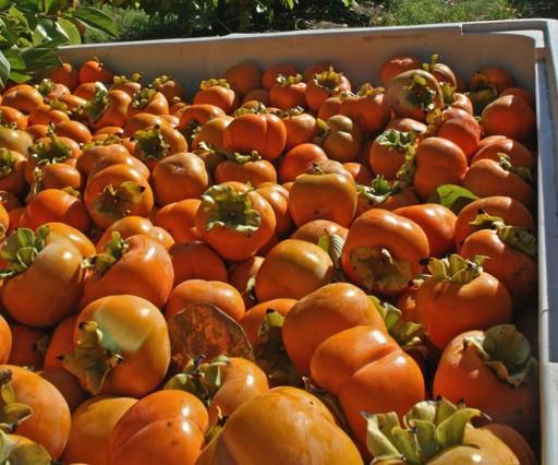 Europe set to welcome RSA Sharonfruit | Article | Fruitnet