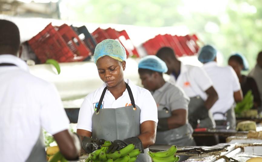 Fairtrade aims for new labour approach | Article | Fruitnet
