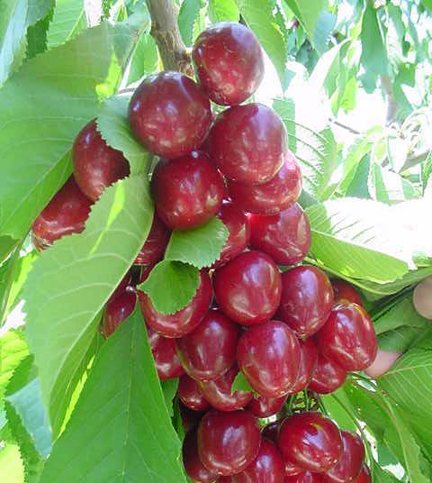 Clouds clear for Turkish cherries | Article | Fruitnet