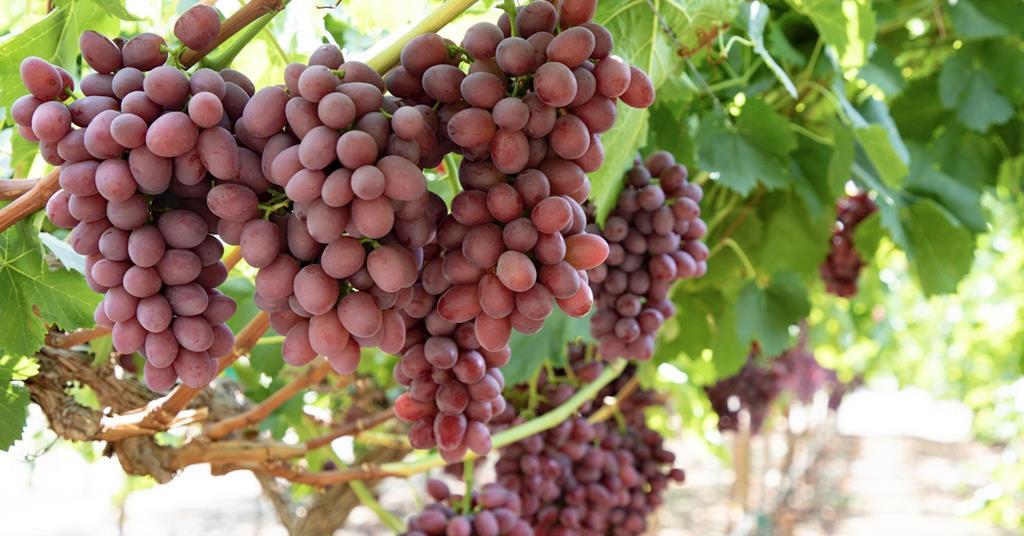 South African grape harvest coming to a close | News | Fruitnet