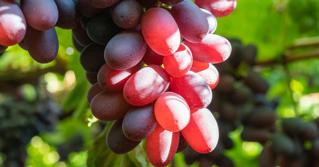 Crowded markets put pressure on Chilean grapes | News | Fruitnet