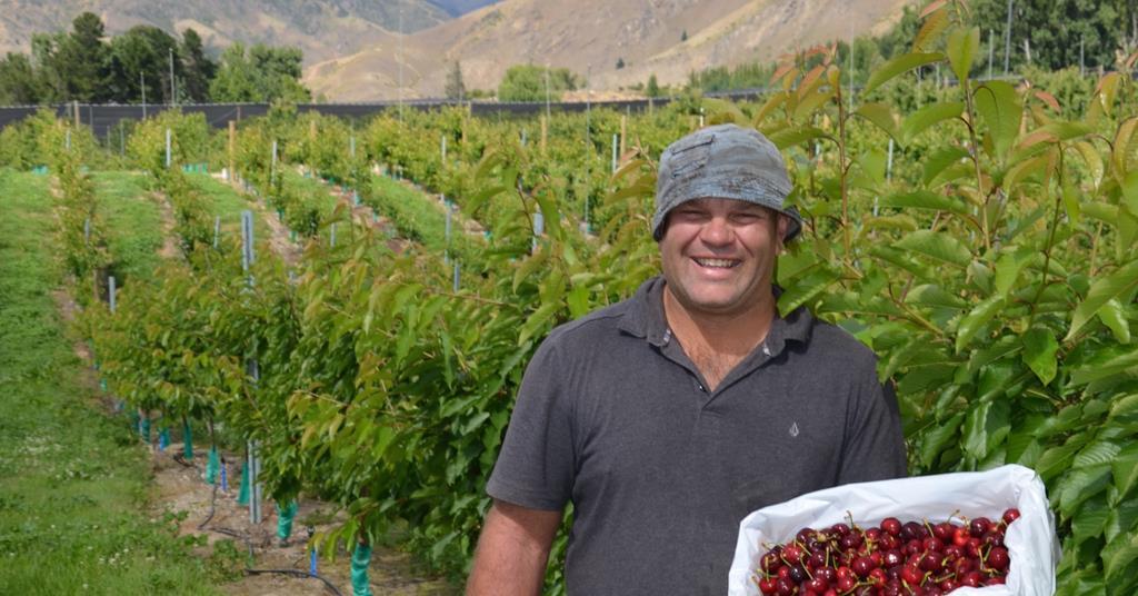 Freshmax NZ launches cherry campaign | Article | Fruitnet