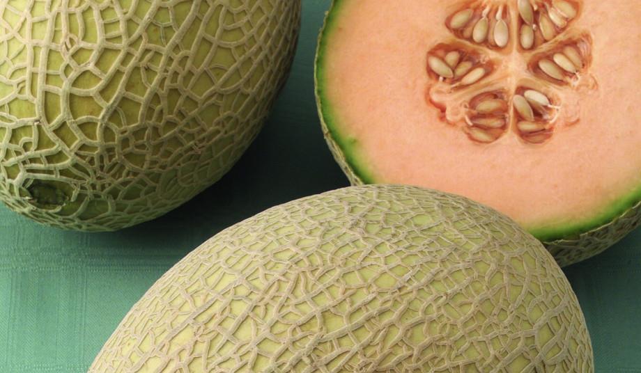 Resilient approach from Australian melons | Article | Fruitnet