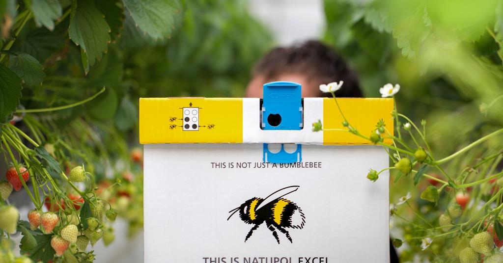 Mighty mites | Article | Fruitnet