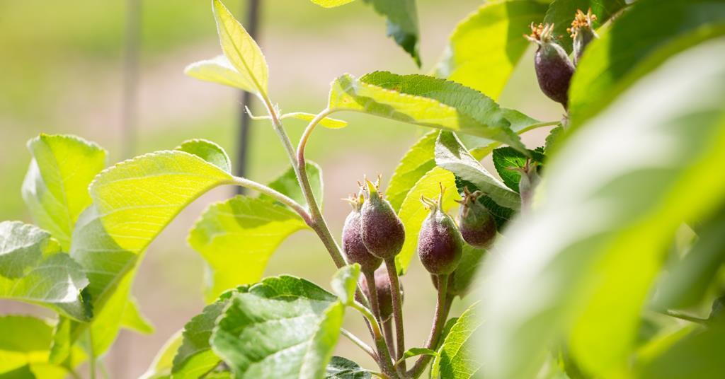 Germany planting more Pinova apples | Article | Fruitnet