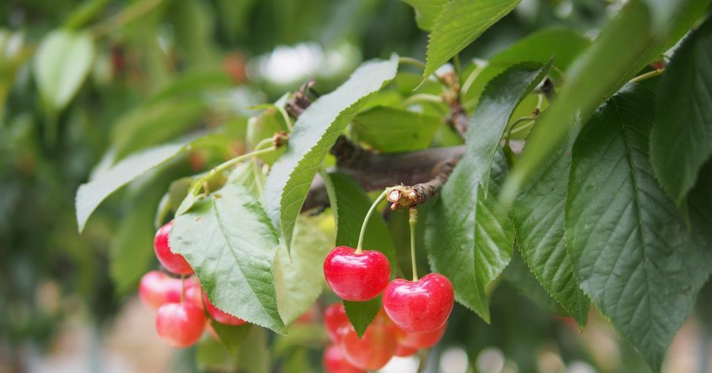 Beta prepares for Peru's first cherry exports | Article | Fruitnet