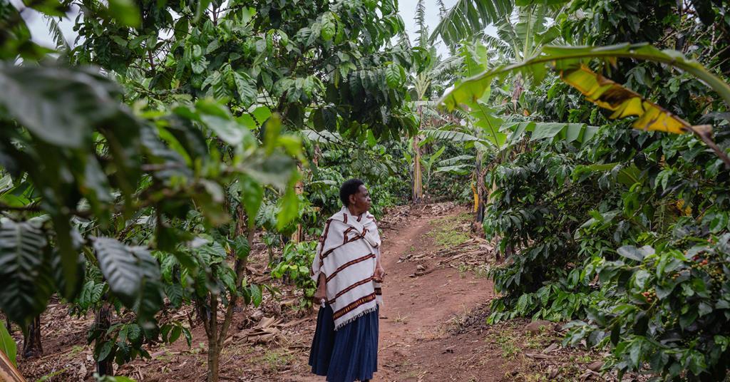 UK growers among Ugandan tree project | Article | Fruitnet