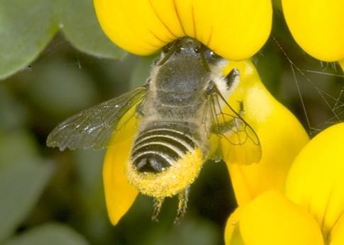 Biobest gives bees Turbo boost | Article | Fruitnet