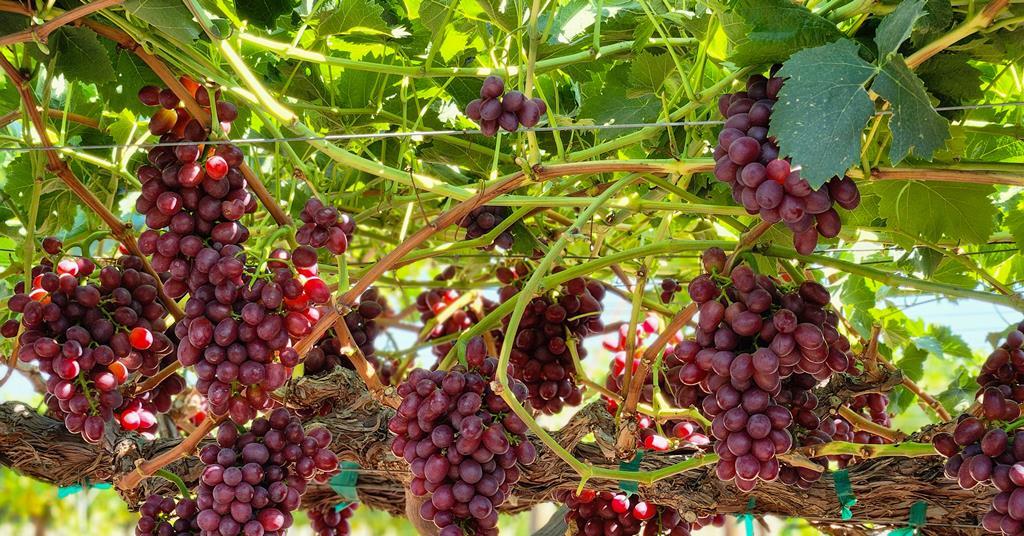Sun World showcases future of table grapes at 2025 July Field Day ...