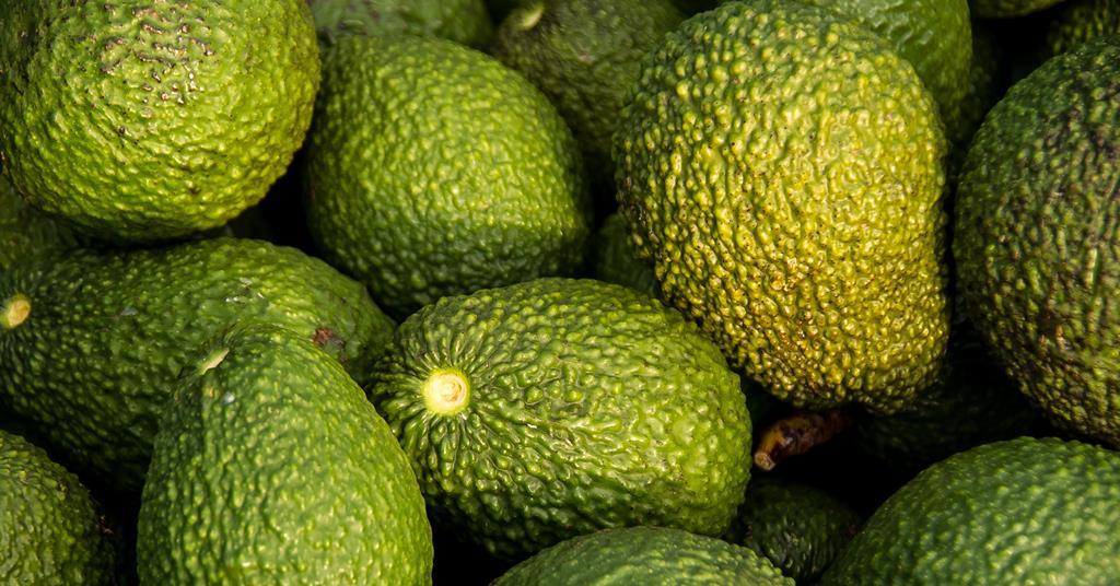 Chilean avocados arrive in Australia | Article | Fruitnet