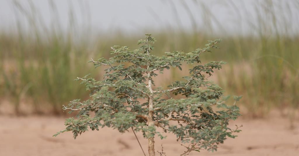 Ifad launches first-ever project to help Libyan farmers combat water ...