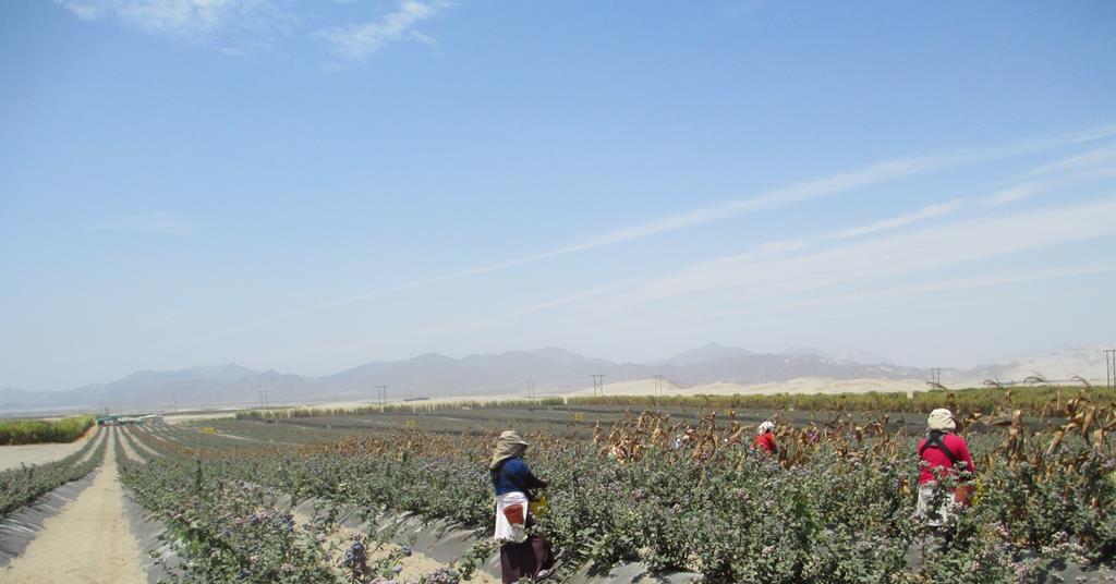 Pacific Produce primed for growth | Article | Fruitnet